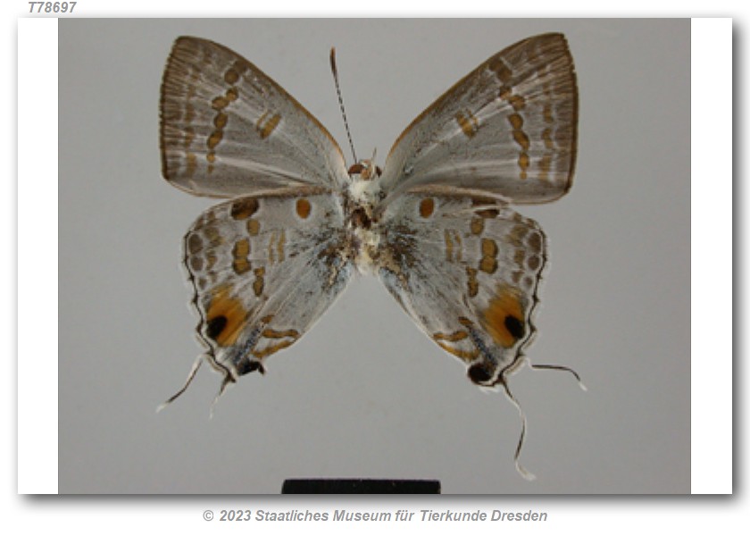 Hypolycaena sipylus giscon (type specimens)