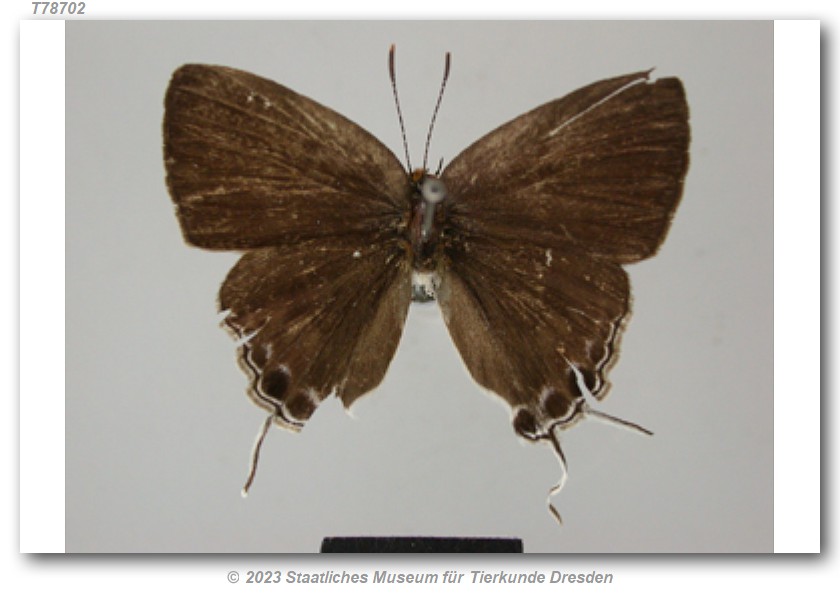 Hypolycaena sipylus giscon (type specimens)