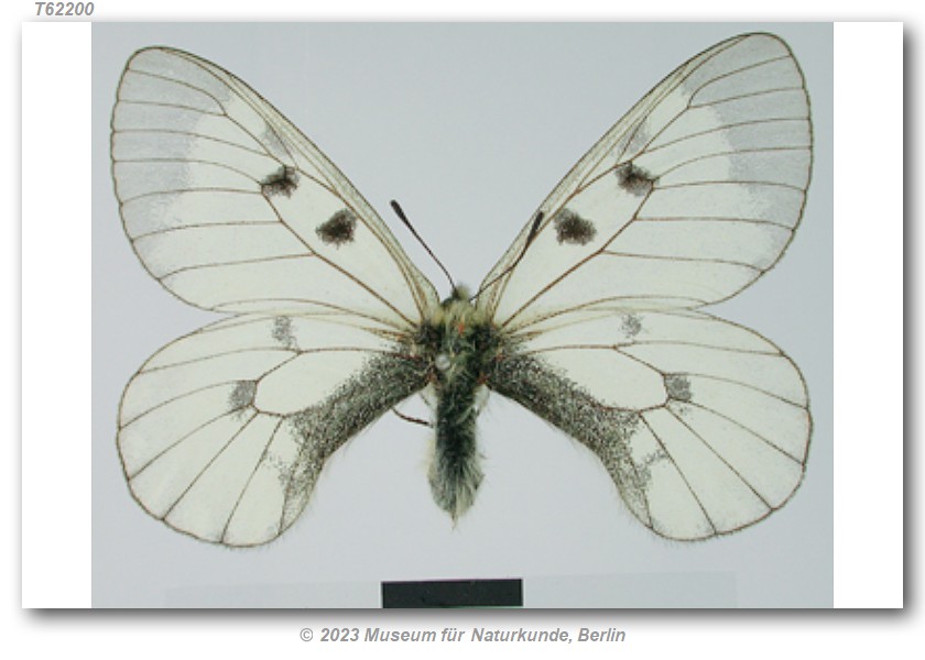 Parnassius mnemosyne karjala (type specimens)