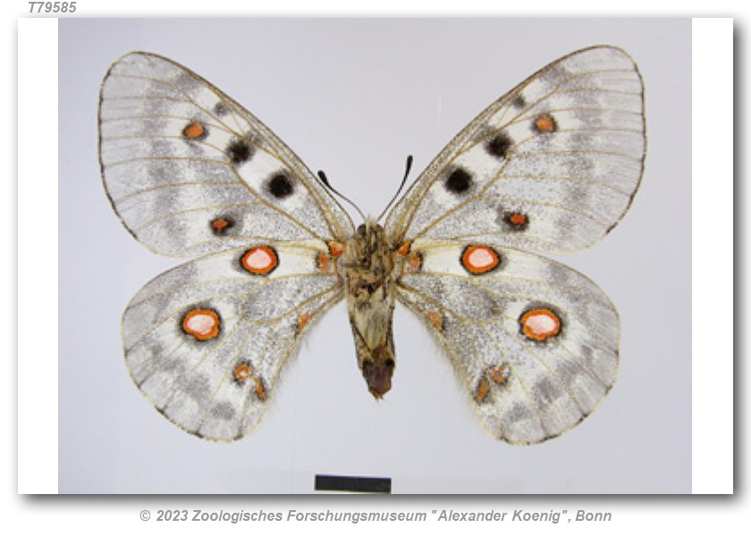 Parnassius apollo pyrenaica (type specimens)