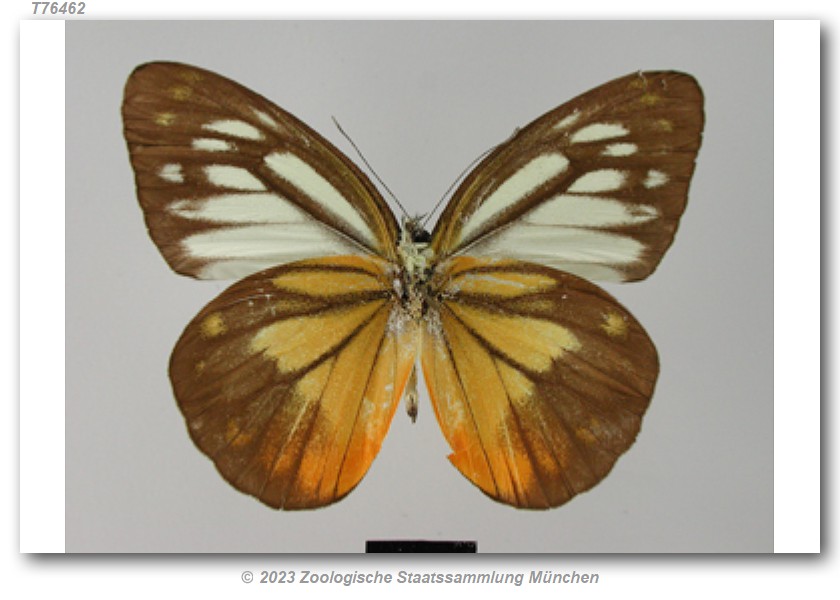Cepora t. timnatha (type specimens)