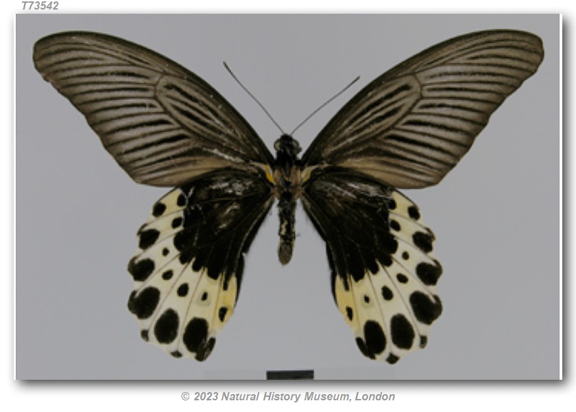 Papilio lampsacus (type specimens)