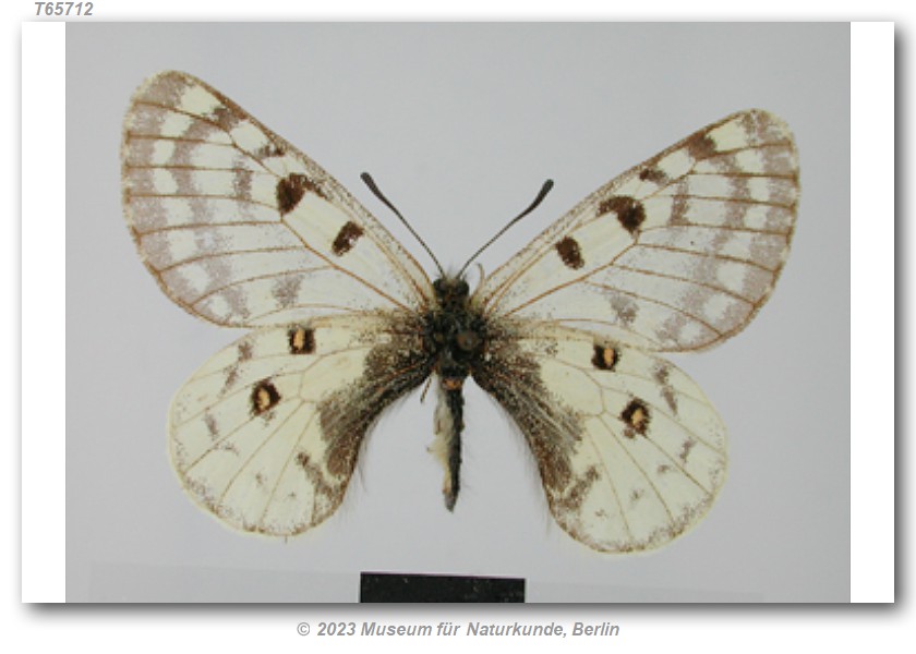 Parnassius simonius lanaki (type specimens)