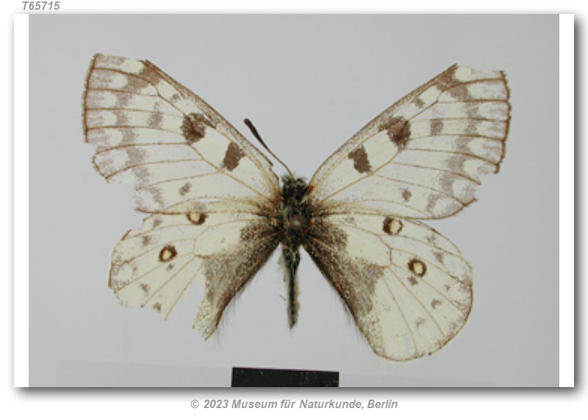 Parnassius simonius lanaki (type specimens)