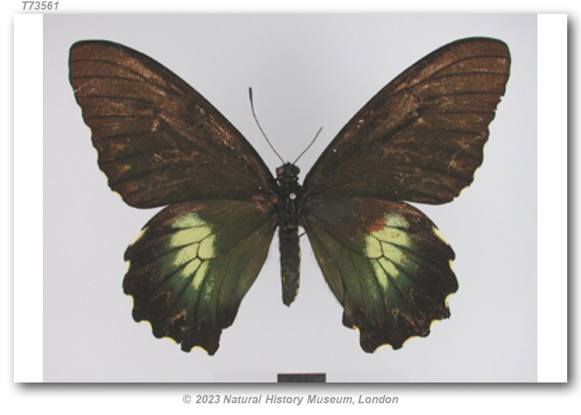 Battus l. laodamas (type specimens)