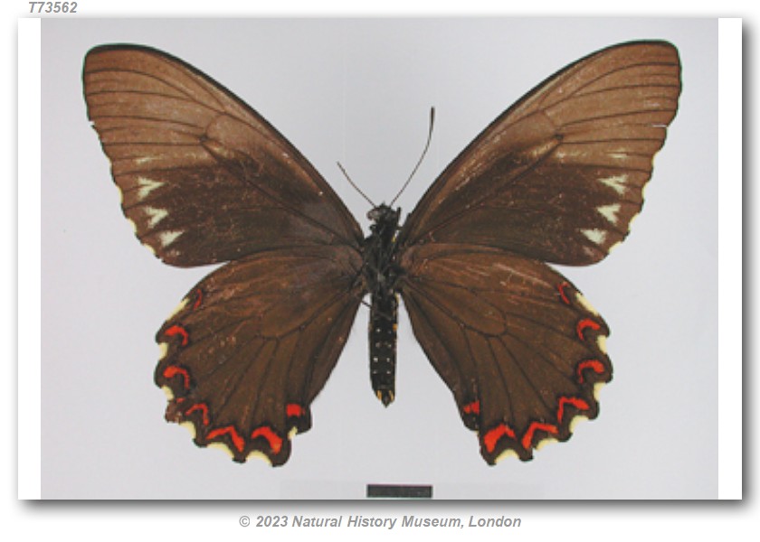 Battus l. laodamas (type specimens)