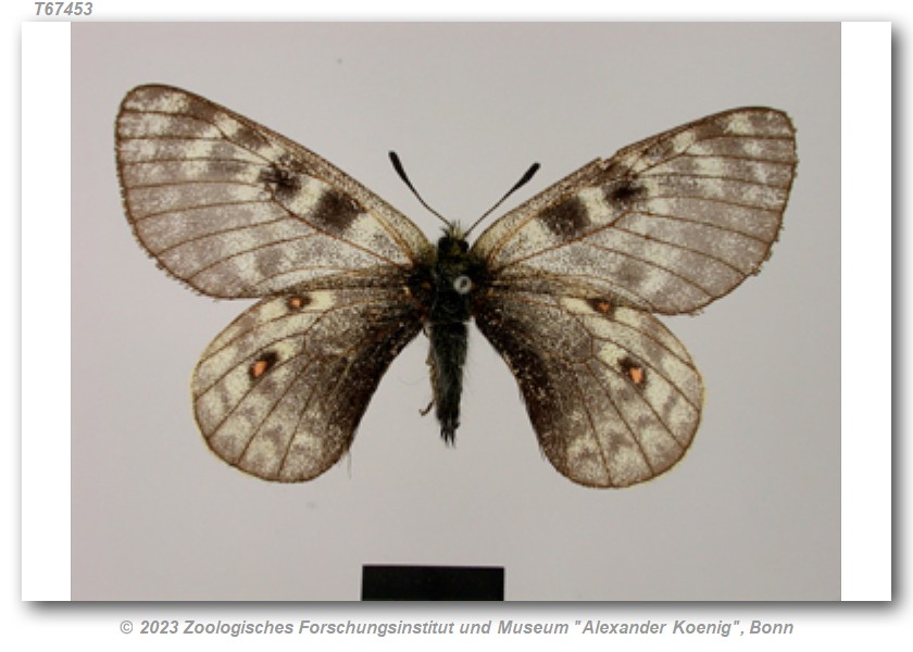 Parnassius simo lenzeni (Bryk, 1943)