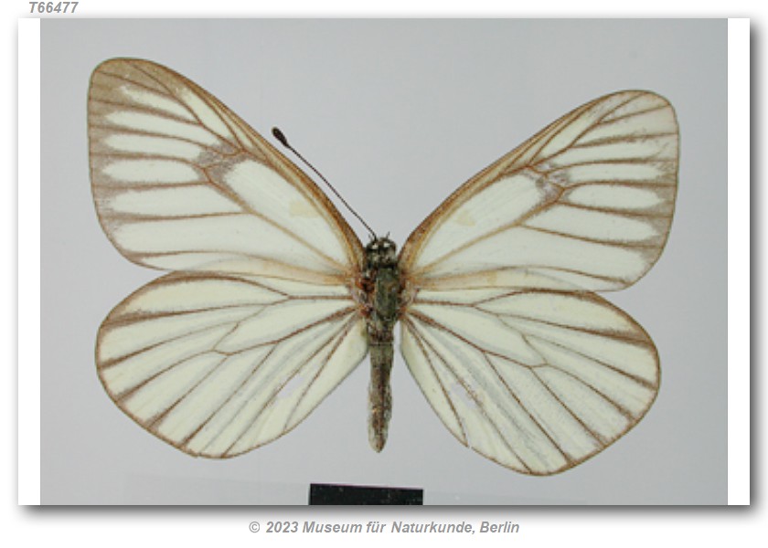 Aporia bieti lihsieni Bang-Haas, 1933