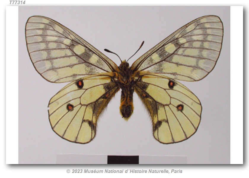 Parnassius eversmanni litoreus (type specimens)