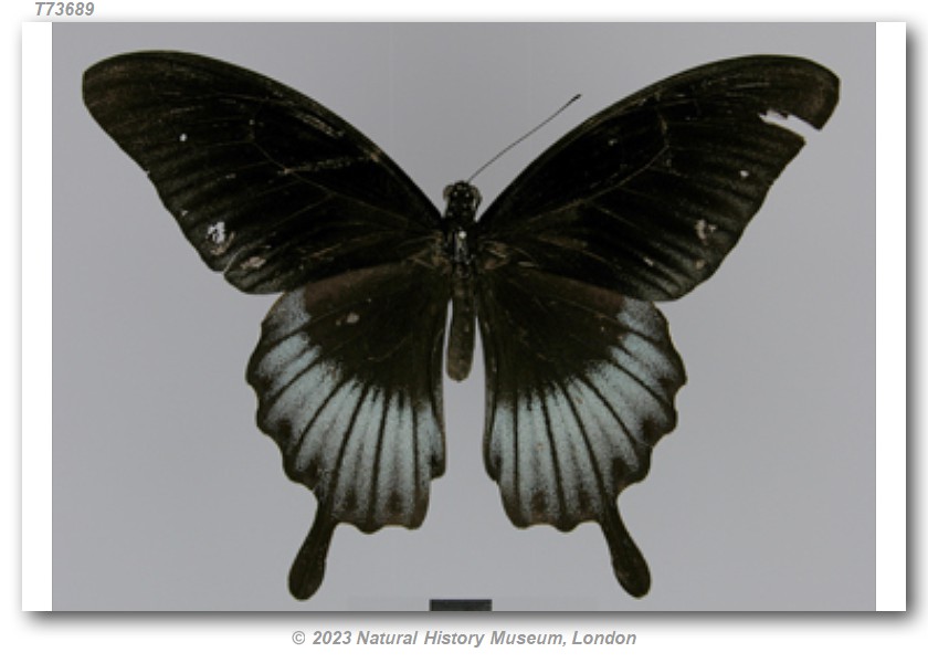 Papilio memnon lowii (type specimens)