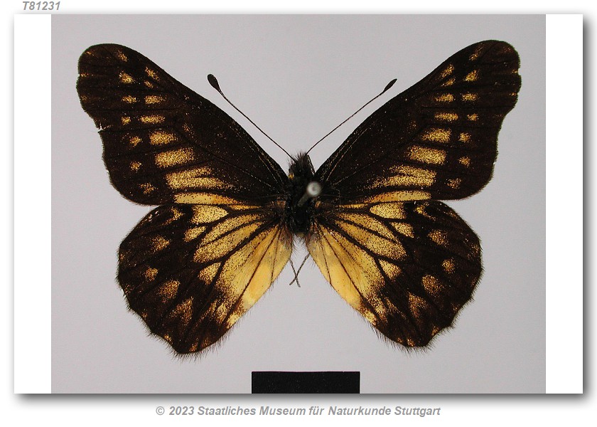 Archonias pinava lucida (type specimens)