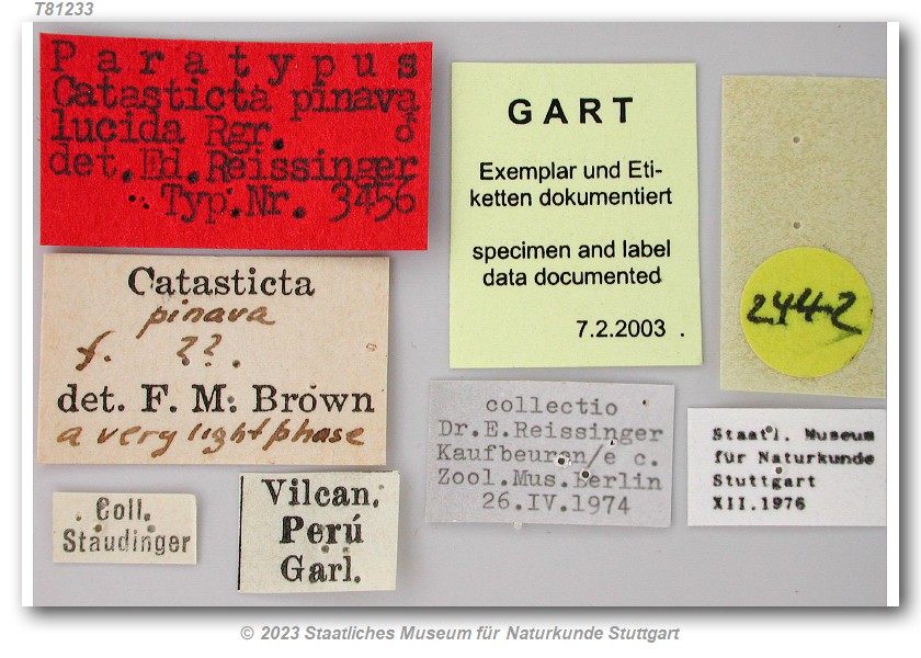 Archonias pinava lucida (type specimens)