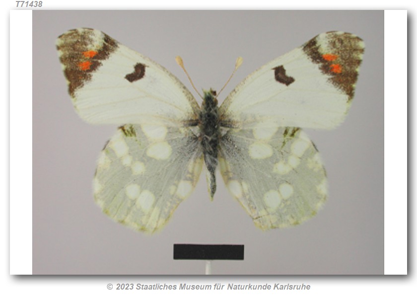Anthocharis fausti lucullus (type specimens)