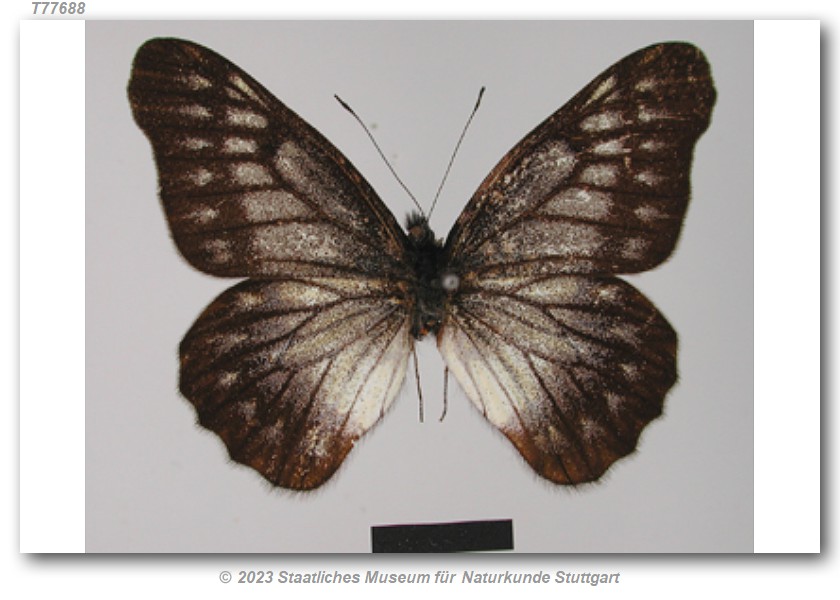 Archonias ludovici (Eitschberger & T. Racheli, 1998)