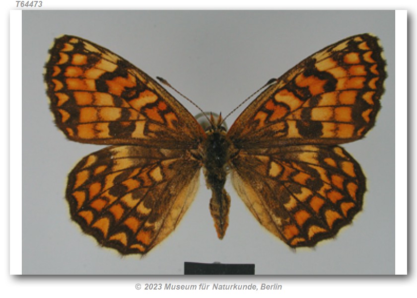 Laeosopis roboris (TYPE of Laeosopis lusitanica Staudinger, 1892) [MFNB].