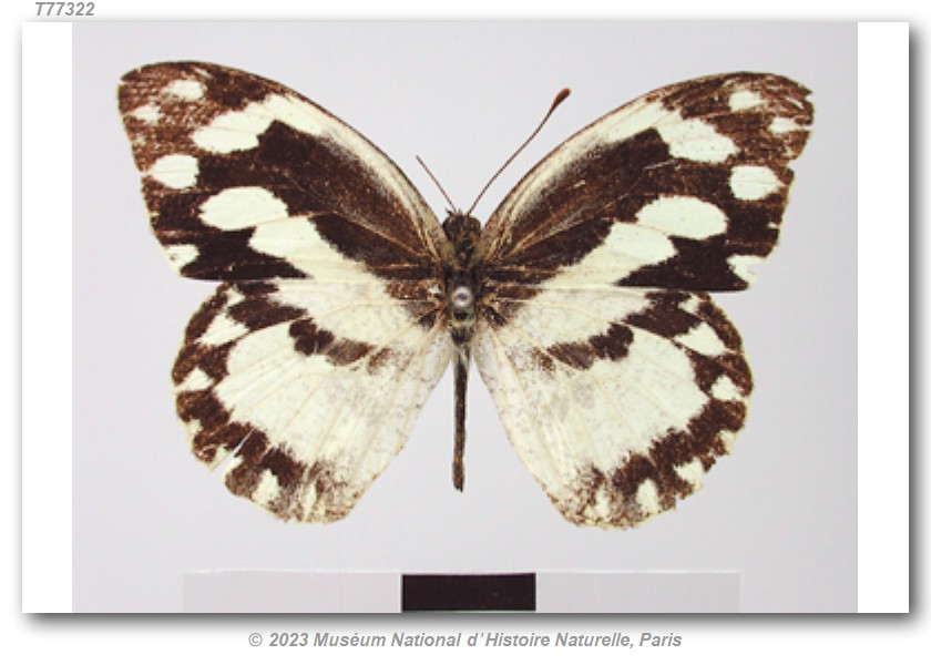 Pinacopteryx mabillei (type specimens)