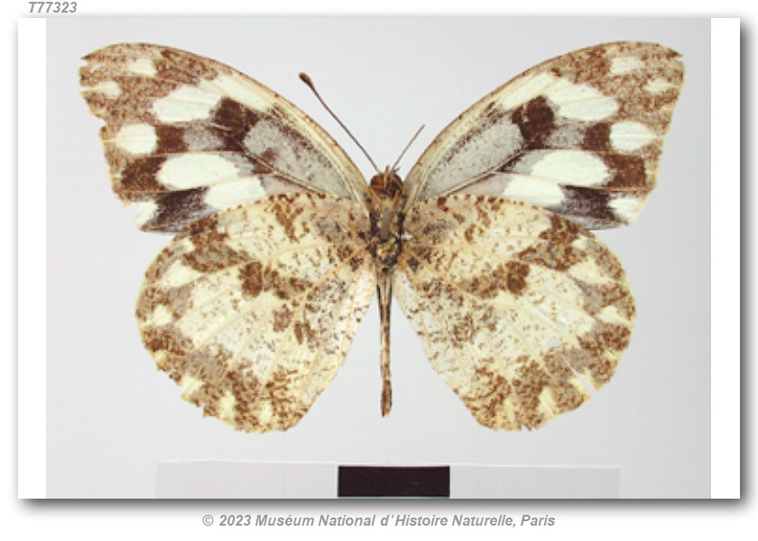Pinacopteryx mabillei (type specimens)