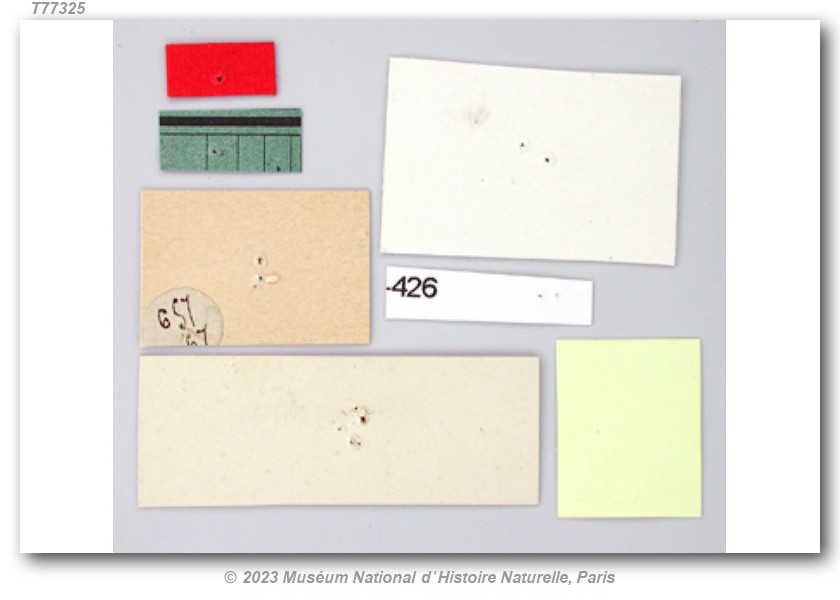 Pinacopteryx mabillei (type specimens)