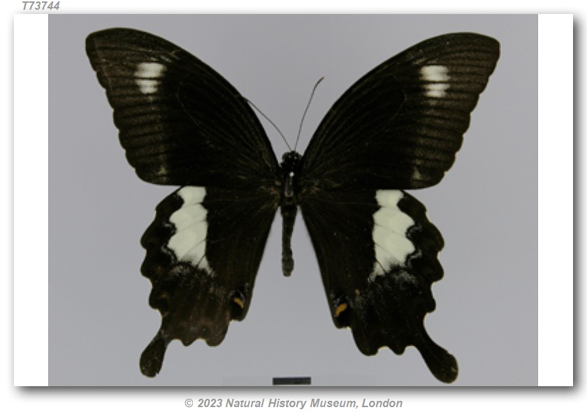 Papilio f. fuscus (type specimens)
