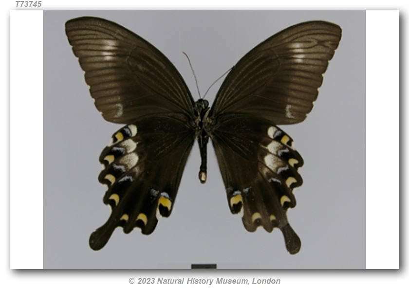 Papilio f. fuscus (type specimens)