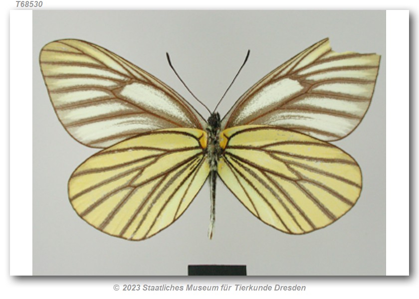 Aporia b. bieti (type specimens)