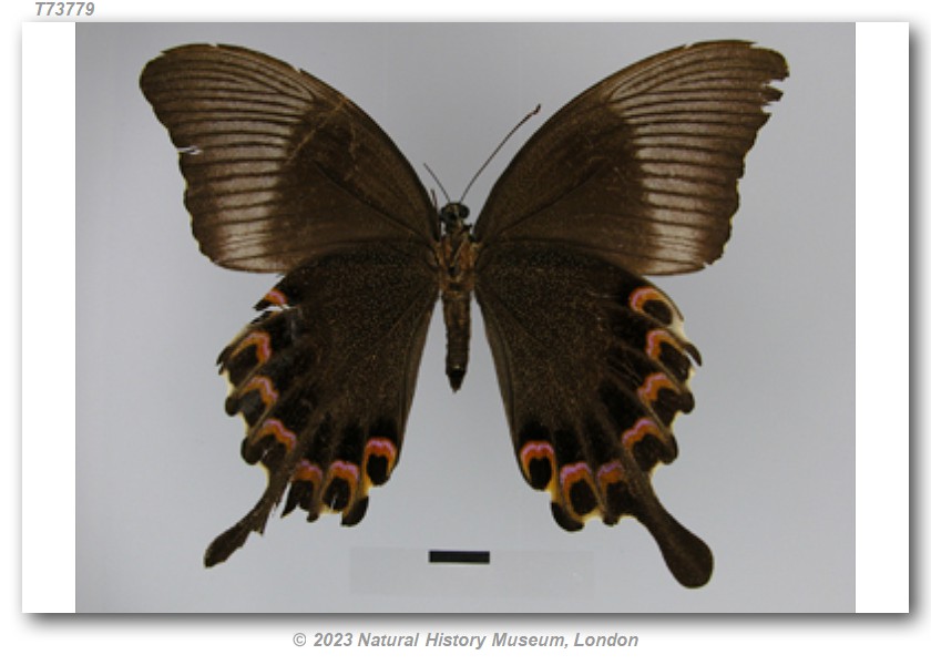 Papilio p. paris (type specimens)