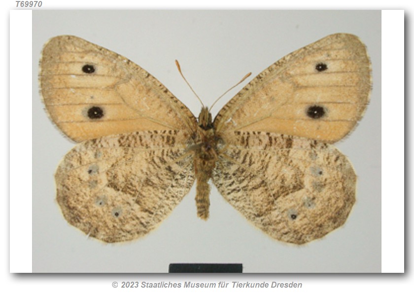 Oeneis m. mongolica (type specimens)