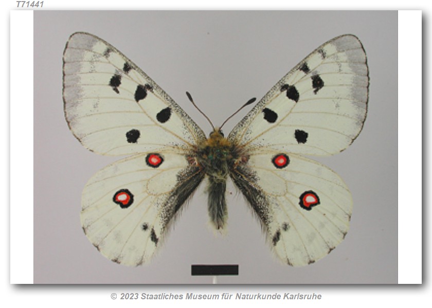 Parnassius apollo pyrenaica (type specimens)