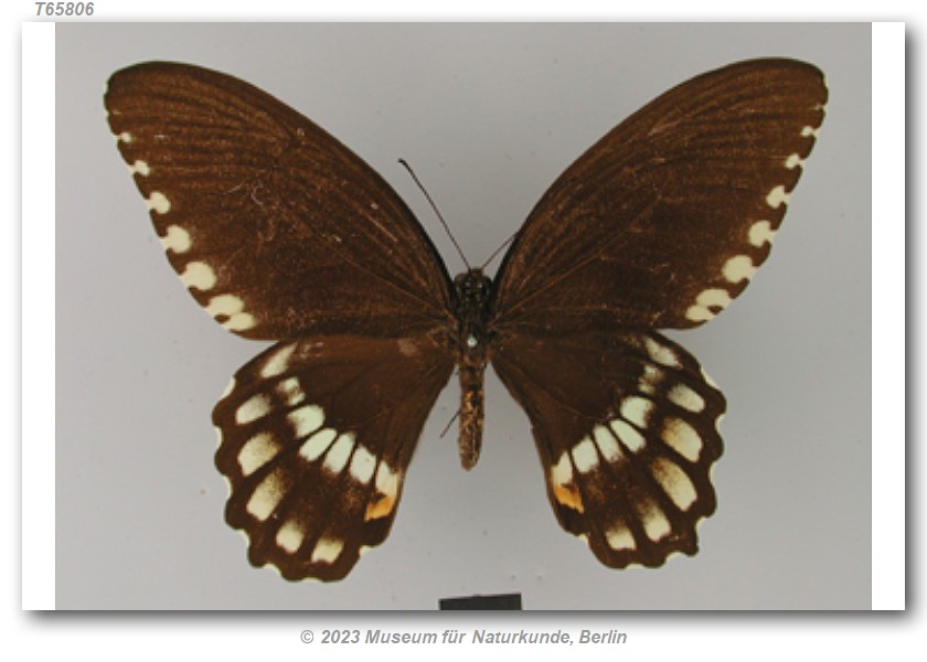 Papilio p. polytes Linnaeus, 1758