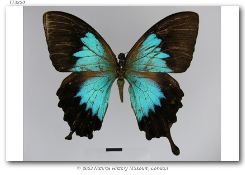 Papilio orsippus ambiguus (type specimens)
