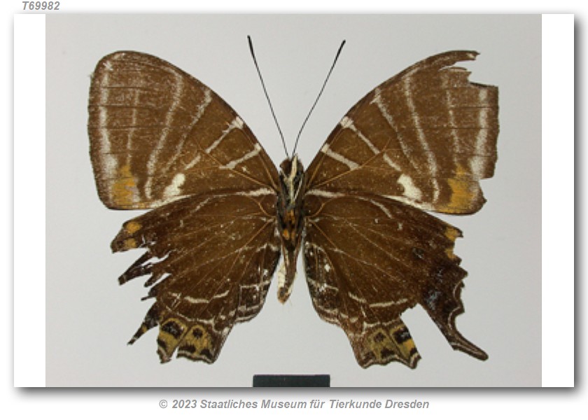 Symbrenthia aroensis (type specimens)