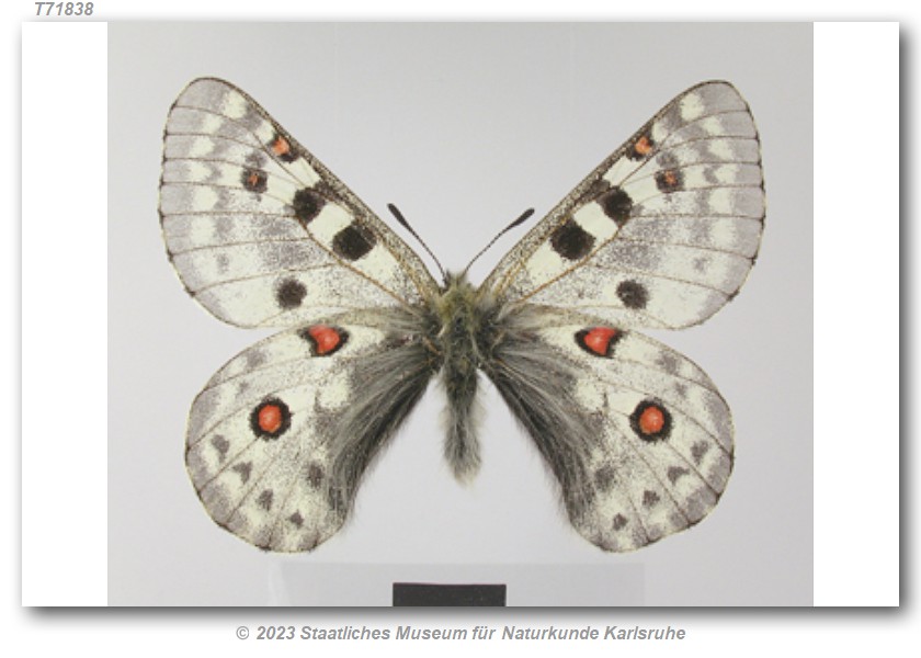 Parnassius actius melaniticus Bang-Haas, 1915
