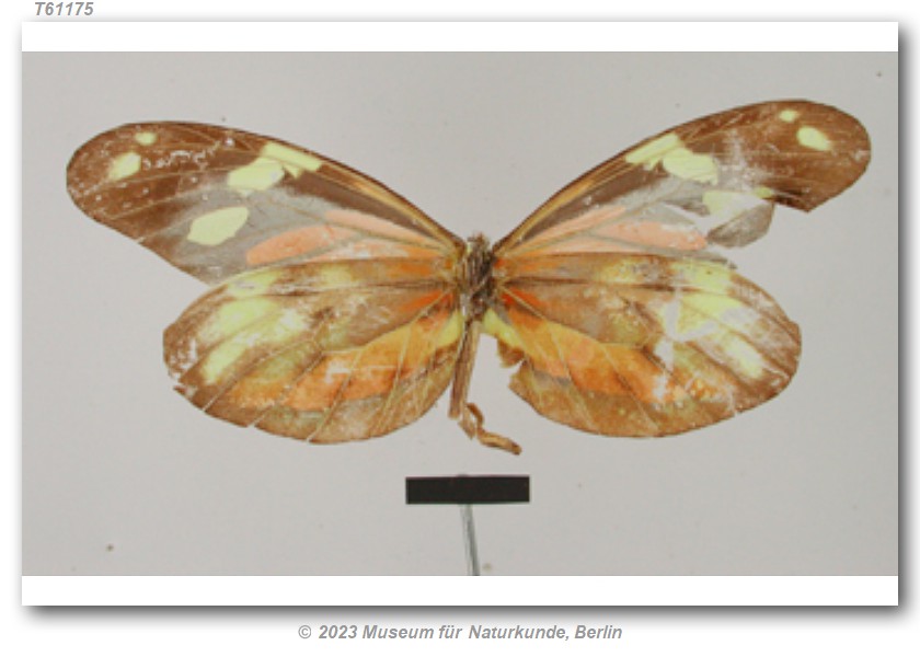 Dismorphia amphione meridionalis (type specimens)
