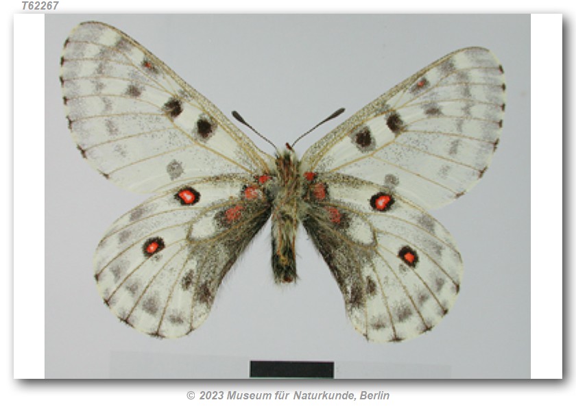 Parnassius actius minuta (type specimens)