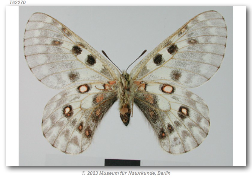 Parnassius actius minuta TYPE [MFNB].