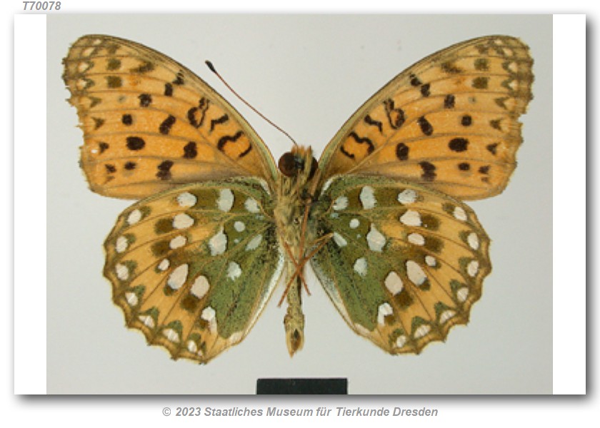 Argynnis a. aglaja (type specimens)