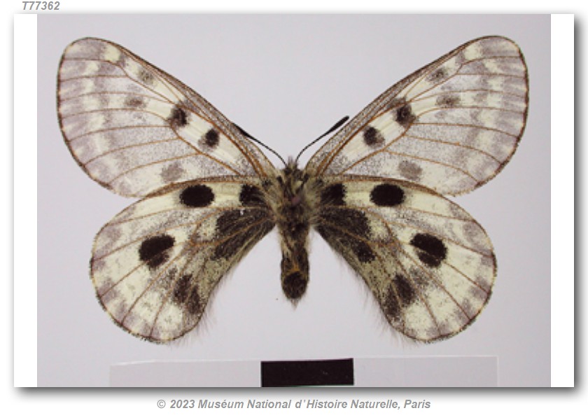 Parnassius epaphus poeta (type specimens)