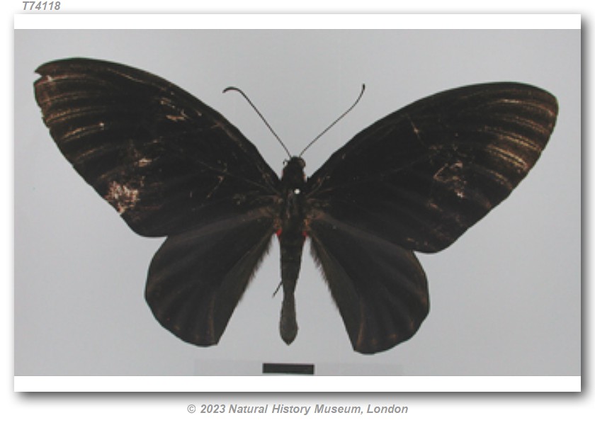 Atrophaneura nox noctula (type specimens)