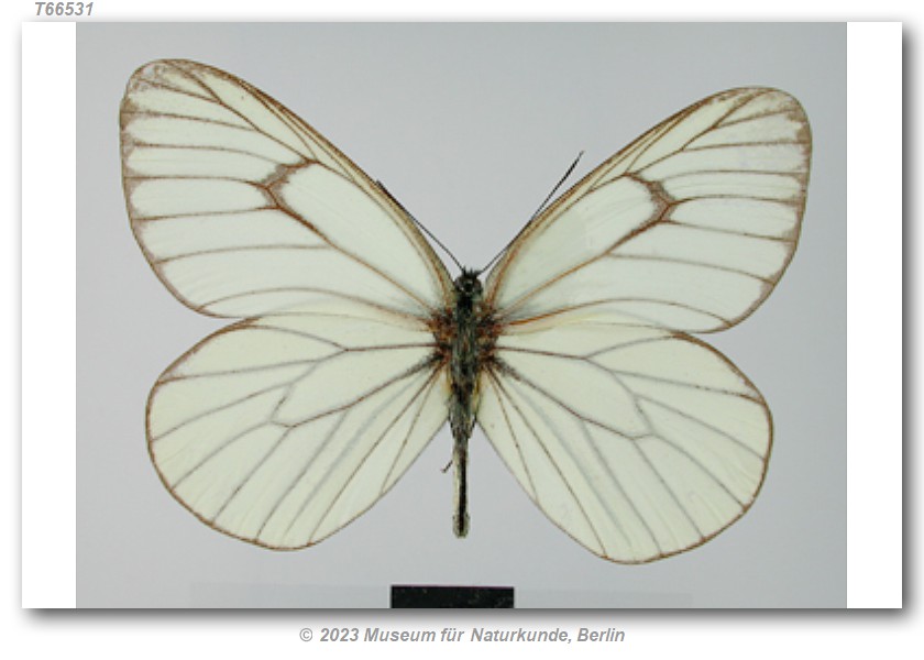 Aporia h. hippia (Bremer, 1861)