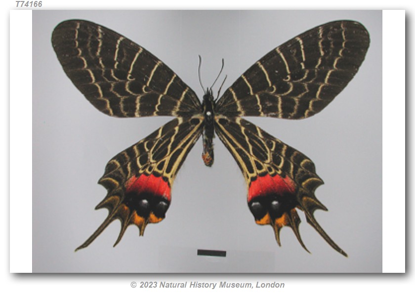 Bhutanitis lidderdalii spinosa (type specimens)