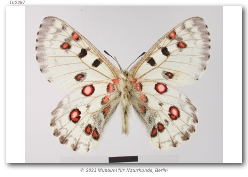 Parnassius actius ornatus SYNTYPE China [MFNB].