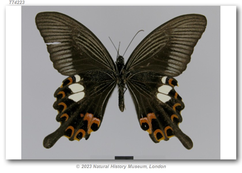 Papilio helenus nicconicolens (type specimens)
