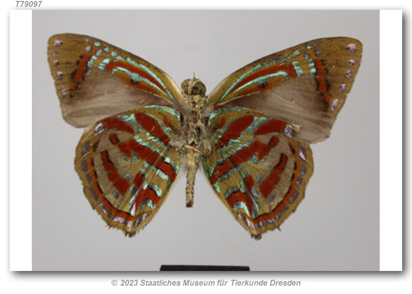 Hypochrysops s. scintillans (type specimens)