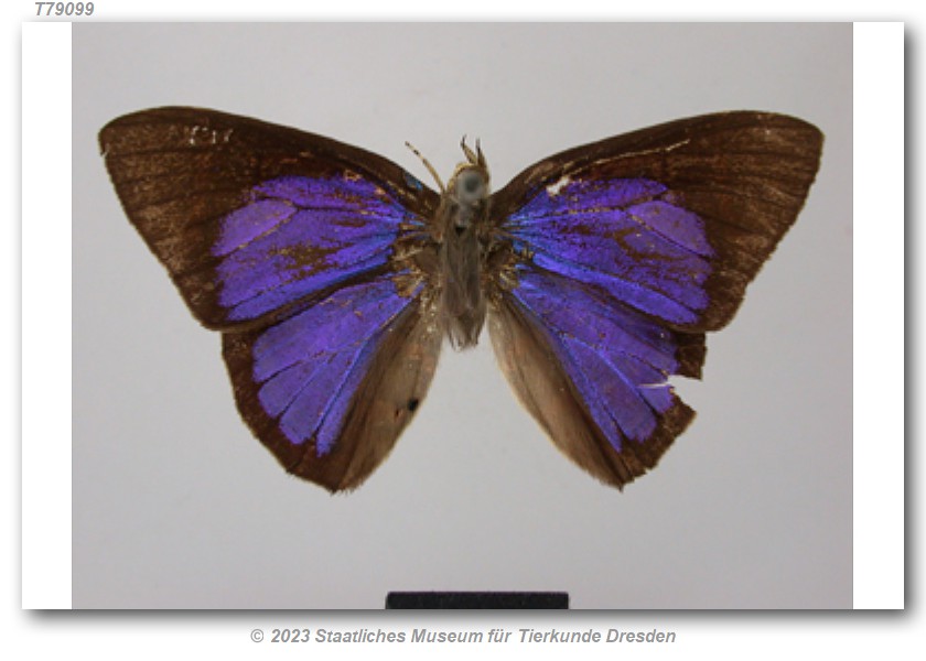 Hypochrysops s. scintillans (type specimens)