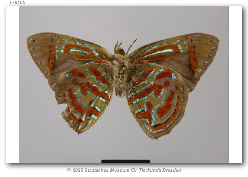Hypochrysops s. scintillans (type specimens)
