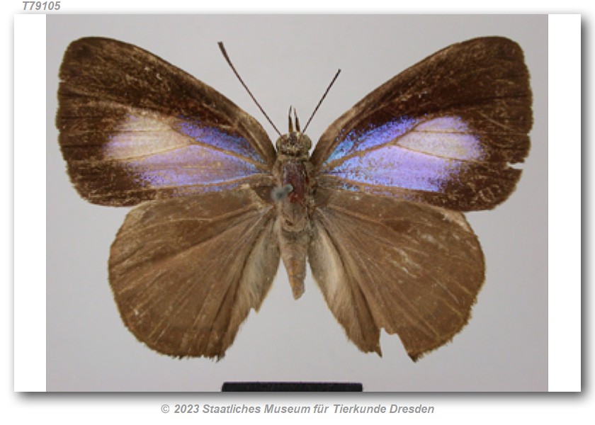 Hypochrysops s. scintillans (type specimens)