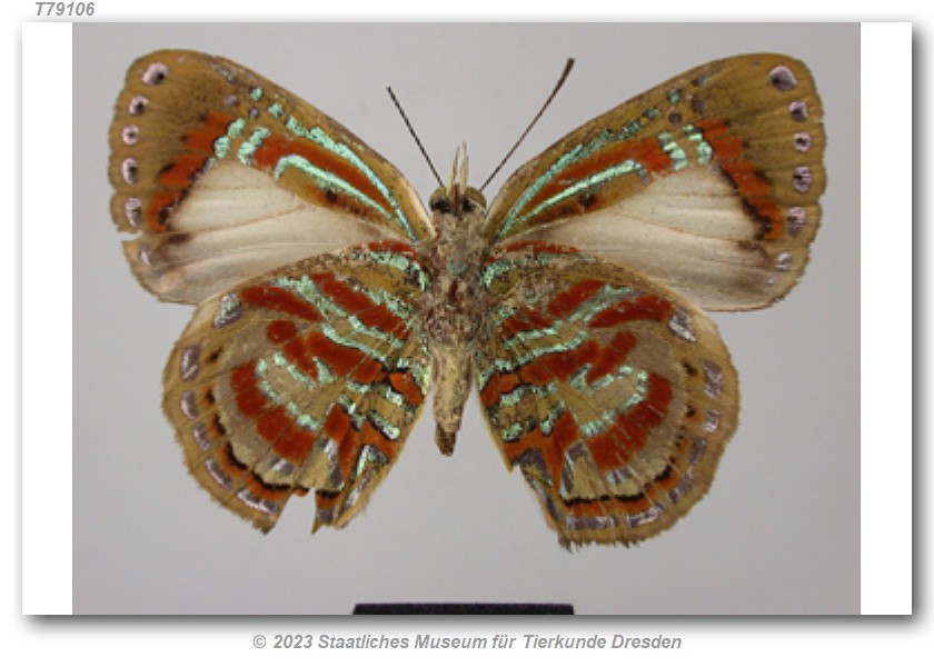 Hypochrysops s. scintillans (type specimens)