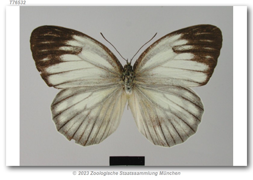 Cepora e. eperia (type specimens)