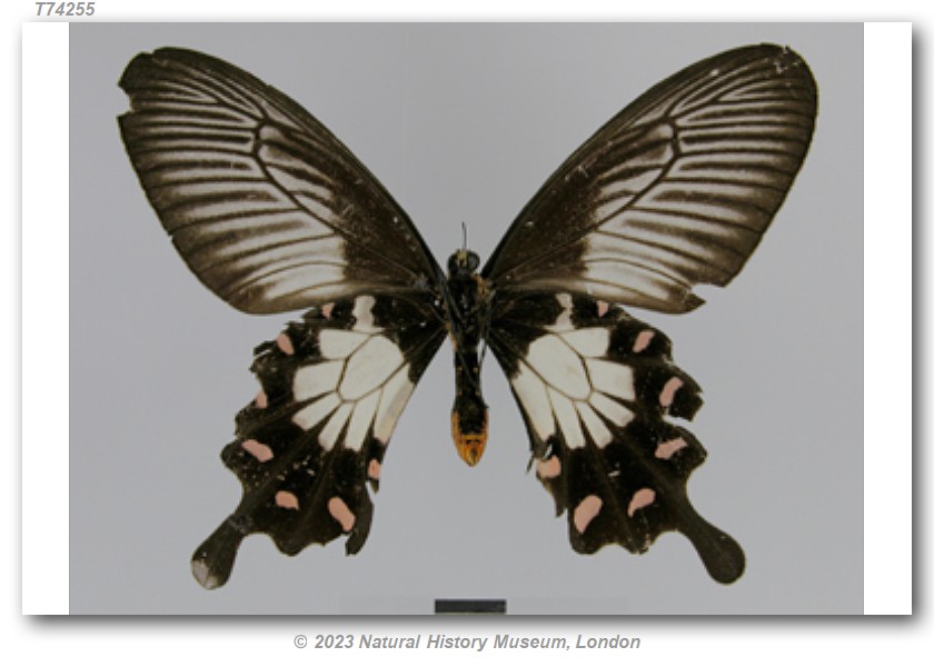 Pachliopta pandiyana (type specimens)