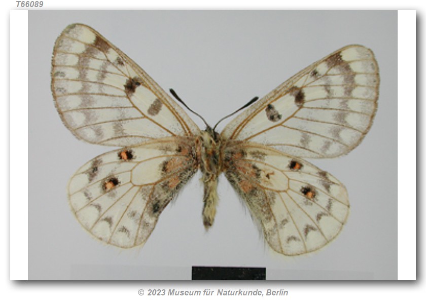 Parnassius s. simo (type specimens)
